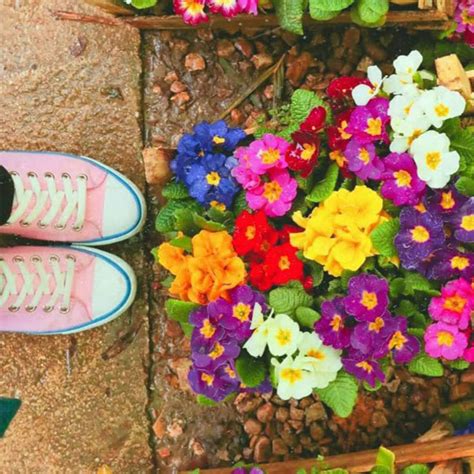 عکس گل برای پروفایل دخترونه عکس گل برای پروفایل عاشقانه