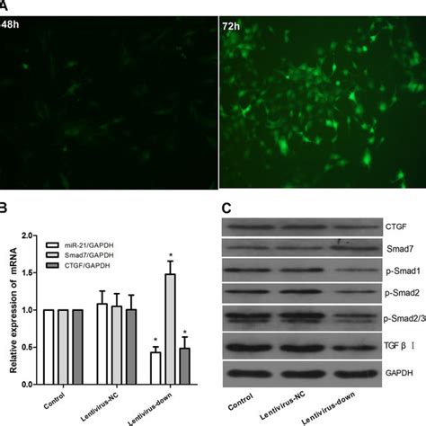 Cytotoxicity Of Cga On Lx2 Cells A Cck8 Assay Of Lx2 Viability After