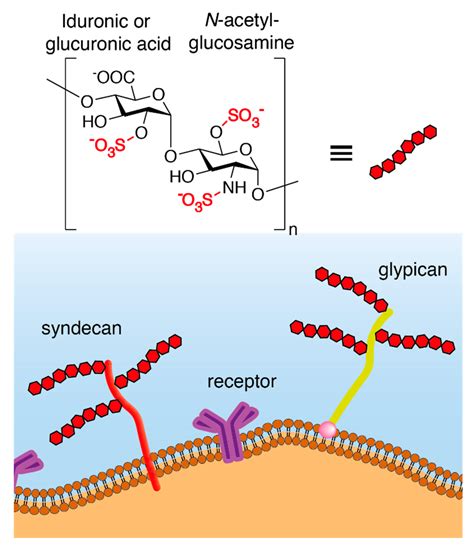 Viruses Free Full Text Heparan Sulfate Proteoglycans And Viral