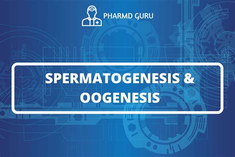 Spermatogenesis And Oogenesis