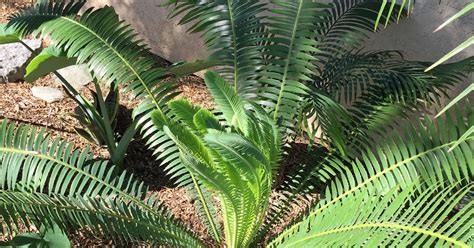 Brads Tropical Paradise Growing Cycads In Phoenix Arizona