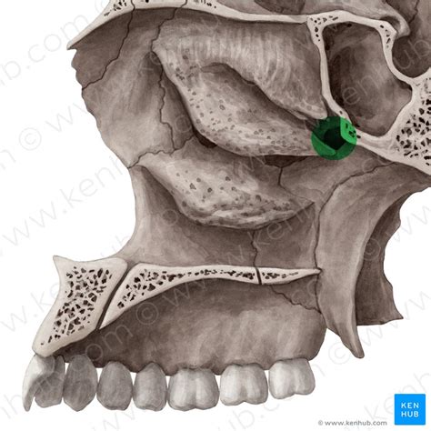 Incisive Foramen Foramen Incisivum Image Yousun Koh Nervio Maxilar