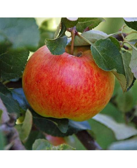 James Grieve Jabłoń Drzewko W Donicy Cur