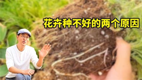 养花先养根！花卉种不好的两个原因，都和根系有关！flowers Gardening Roots Youtube