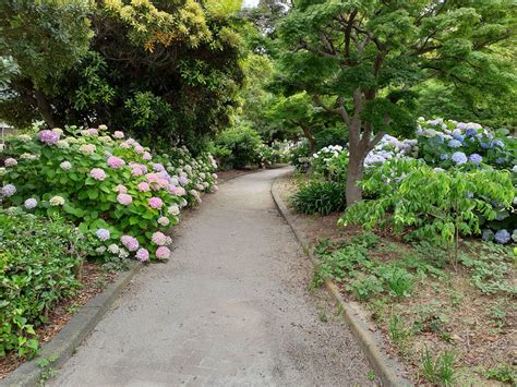 花梅雨入りの紫陽花 周南市 東郭の世界