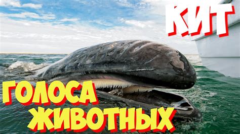 Учим голоса птиц и звуки животных Звуки природы слушать онлайн КИТ