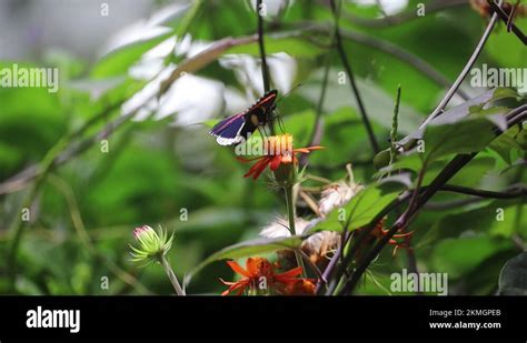 Intelligent Birds Stock Videos And Footage Hd And 4k Video Clips Alamy