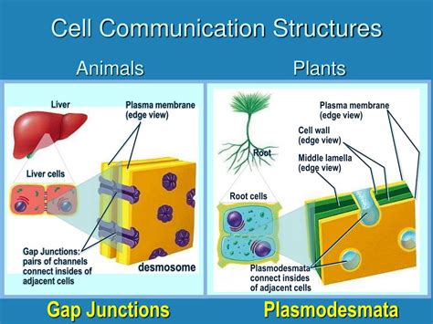 Ppt Plasma Membrane Powerpoint Presentation Free Download Id549870