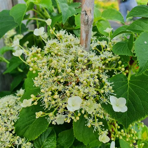 Hydrangea Petiolaris Climbing Hydrangea Large
