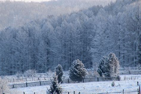 冬季 雪 森林 Pixabay上的免费照片 Pixabay