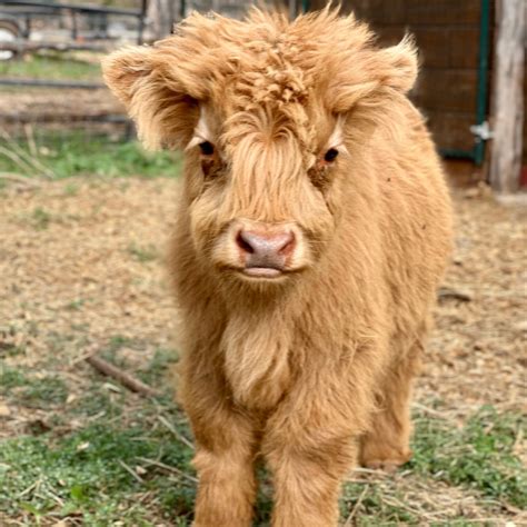 Mini Highland Cows For Sale Available Calves Hairy Heifer