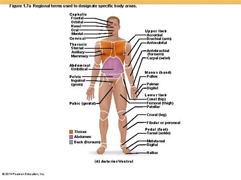 Chapter 1 The Human Body An Orientation Anatomy