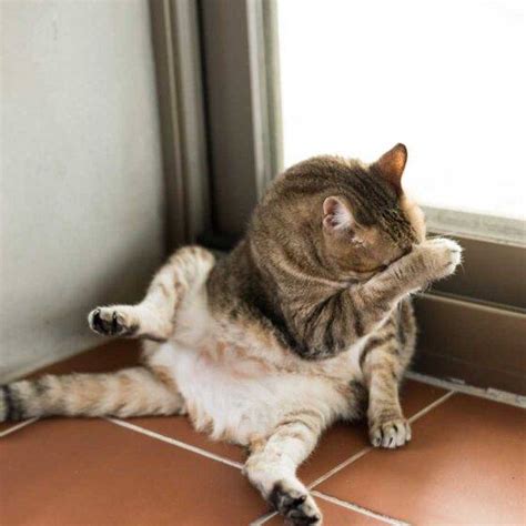 Tabby Cat Types Personalities And Essential Care Guide