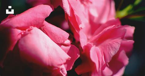黒い背景にピンクの花の接写の写真 Unsplashの無料薔薇写真