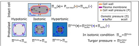 Representation Of The Turgor Pressure Measured With Osmotic Treatment