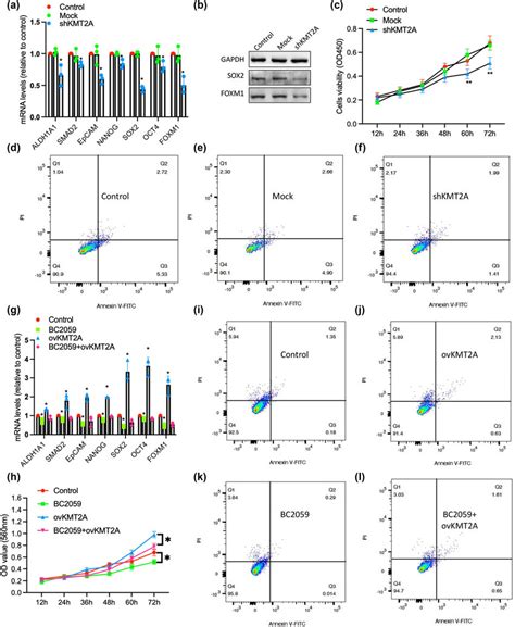 Kmt2a Regulated Stemness Through Modulating Wntβ Catenin Signaling In