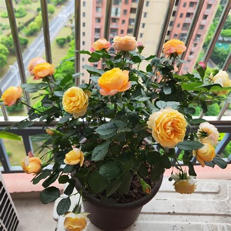 浪漫宝贝一年开几次花 藤本月季网