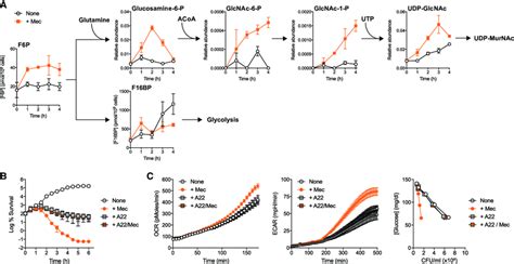 Pg Synthesis Pathway Is A Source Of Anabolic Demand A Time Resolved