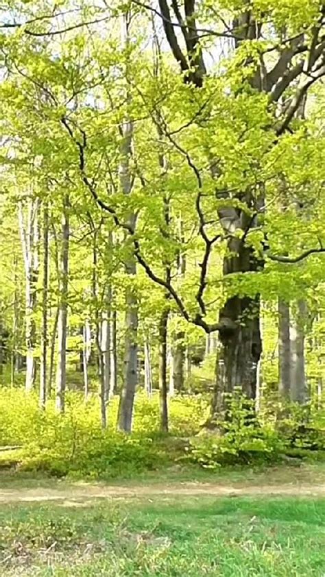 Shinrin Yoku A Deep Dive Into Forest Bathing Artofit