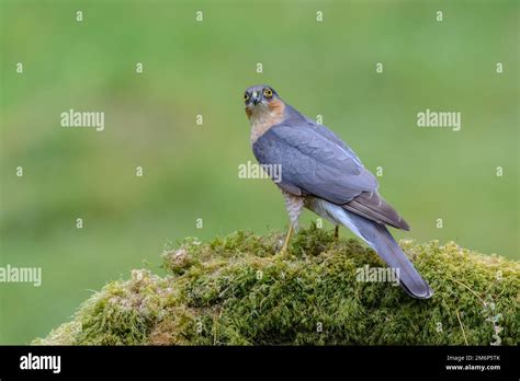 Sparrow Hawk Accipiter Nisus Perched On A Lichen Covered Log View
