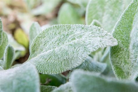 Lambs Ear Plant Care And Growing Guide