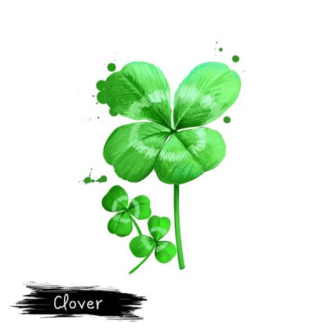 20 Trifolium Repens Stock Illustrations Royalty Free Vector Graphics