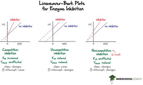 Lineweaver Burk Plots MCAT Biochemistry MedSchoolCoach