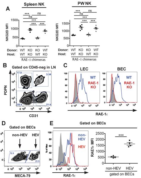 Figures And Data In Endothelial Cells Express NKG D Ligands And Desensitize Antitumor NK