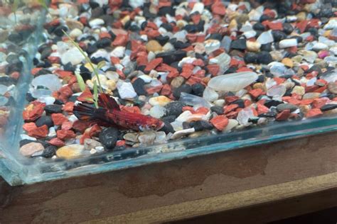 How To Know If Your Betta Fish Is Stressed Causestreatmentprevention