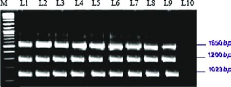 Multiplex Nested PCR Amplification By Universal P P Primers Download Scientific Diagram