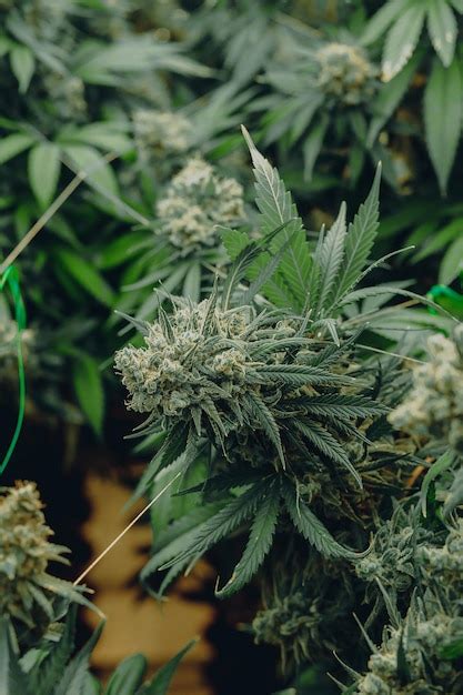 마리화나 배경 식물 대마초 의료 및 레크리에이션 등급 혼합 Indica 및 Sativa 태국 법적 의학 마리화나 프리미엄 사진