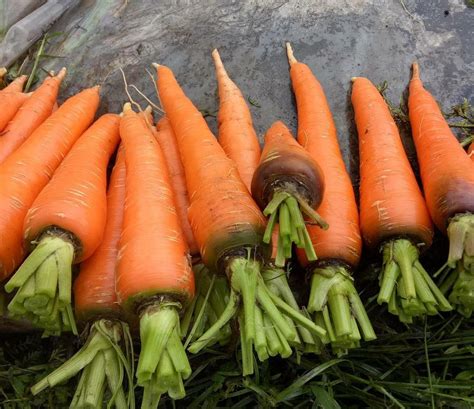7 Manfaat Wortel Yang Sangat Baik Untuk Kesehatan Menurunkan Risiko
