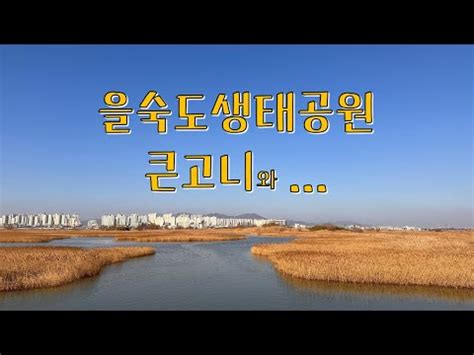 2023을 보내며 을숙도생태공원 탐조 을숙도 큰고니 솔개 다대포 YouTube