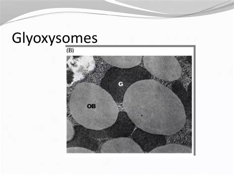 Glyoxysomes Pdf