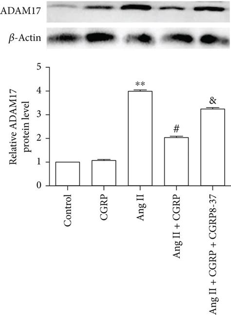 CGRP Reduced ADAM17 Expression And Activation Of EGFR And ERK1 2 In