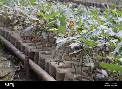 Barringtonia Acutangula Tree Plant On Farm For Harvest Are Cash Crops