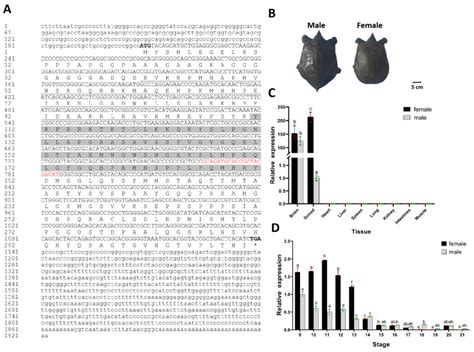 Role Of Sox3 In Estradiol Induced Sex Reversal In Pelodiscus Sinensis Pmc
