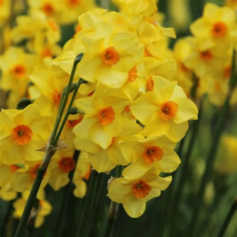 Narcissus 'Martinette'