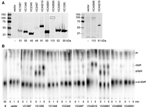Heterologous Expression Of Hd Gyp Genes In E Coli Each Gene Encoding