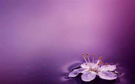 Purple Flowers Wallpapers Images