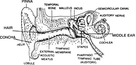 Draw Labelled Diagram Of The Following D Ear Wired Faculty