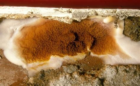 Dry Rot Treatment And Eradication What You Need To Know
