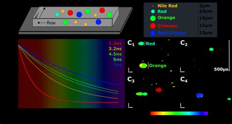 Two Photon Fluorescence Lifetime Imaging 2p Flim In High Speed Download Scientific Diagram