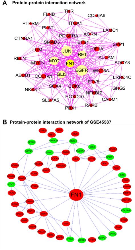 Fibronectin 1 Fn1 Is One Of The Central Molecules Connecting Ppi