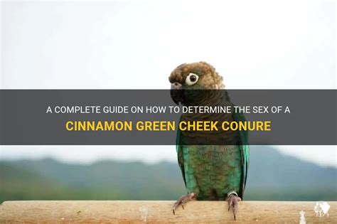 A Complete Guide On How To Determine The Sex Of A Cinnamon Green Cheek