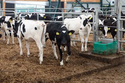 50 Cow Dairy Farming Project Report Profits Setup Cost And Bank Loan