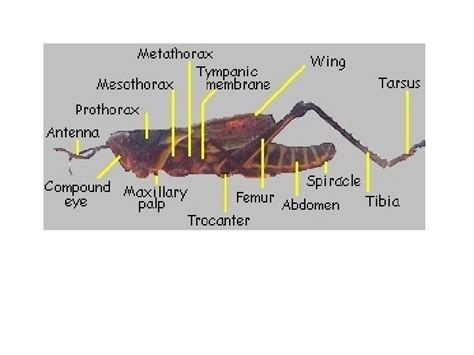 The Grasshopper Classification Domain Kingdom Phylum Subphylum Class