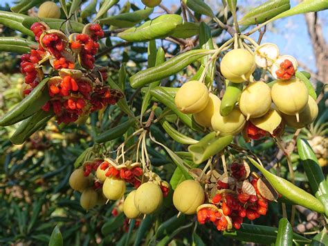 森の植物の歳時記12月の植物② 公益財団法人 ニッセイ緑の財団