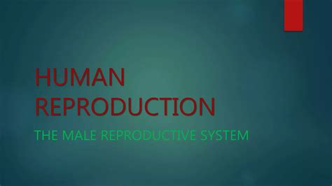 3 Human Reproduction Male Reproductive System Ppt