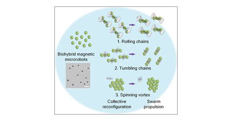 Collective Reconfiguration And Propulsion Behaviors Of Chlorella Based Biohybrid Magnetic